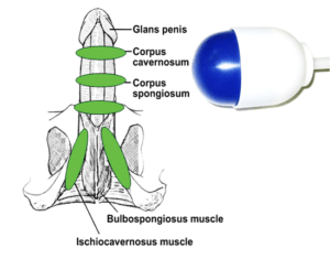 Pulsewave Therapy Makes any Man Perform Better